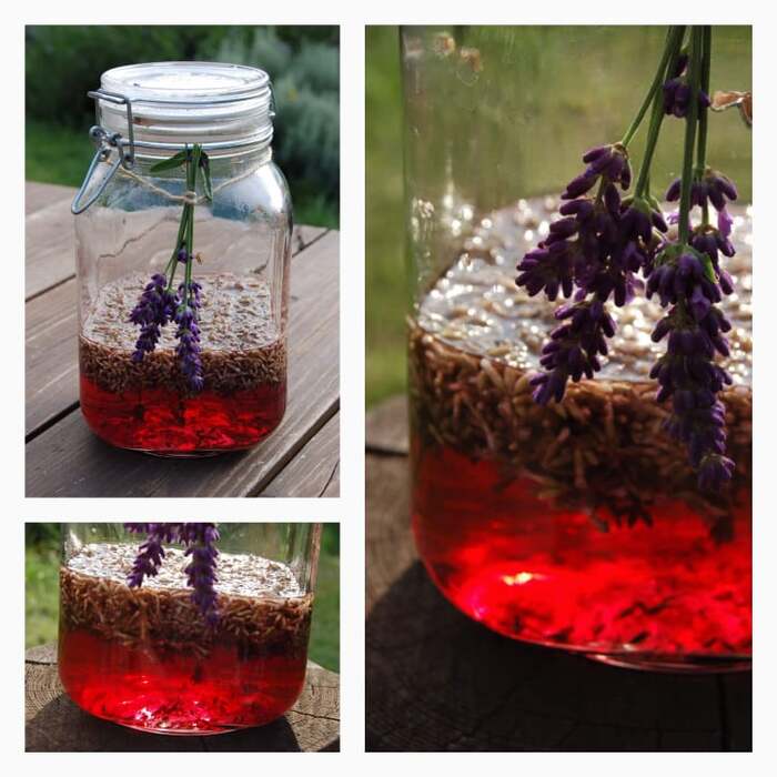 Levandulové víno :: Divoká lodyha